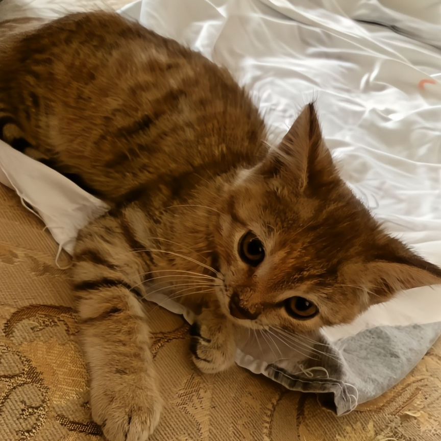 Котёнок в добрые руки