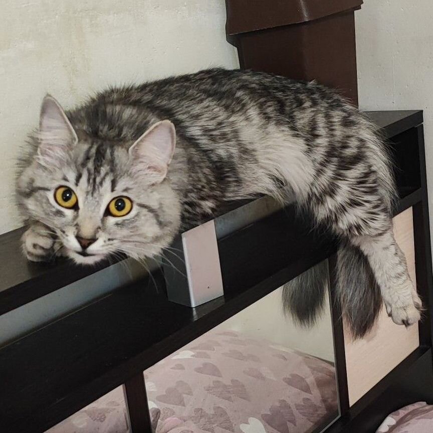 Молодая кошечка
