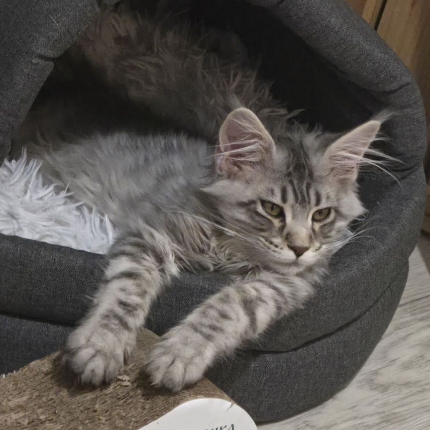 Мейн-кун котёнок