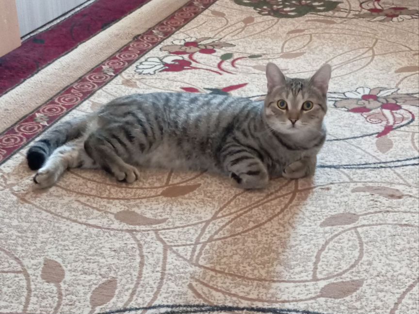 Прямоухий шотландец в дар бесплатно