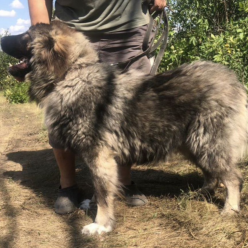 Продается молодой кобель кавказской овцарки