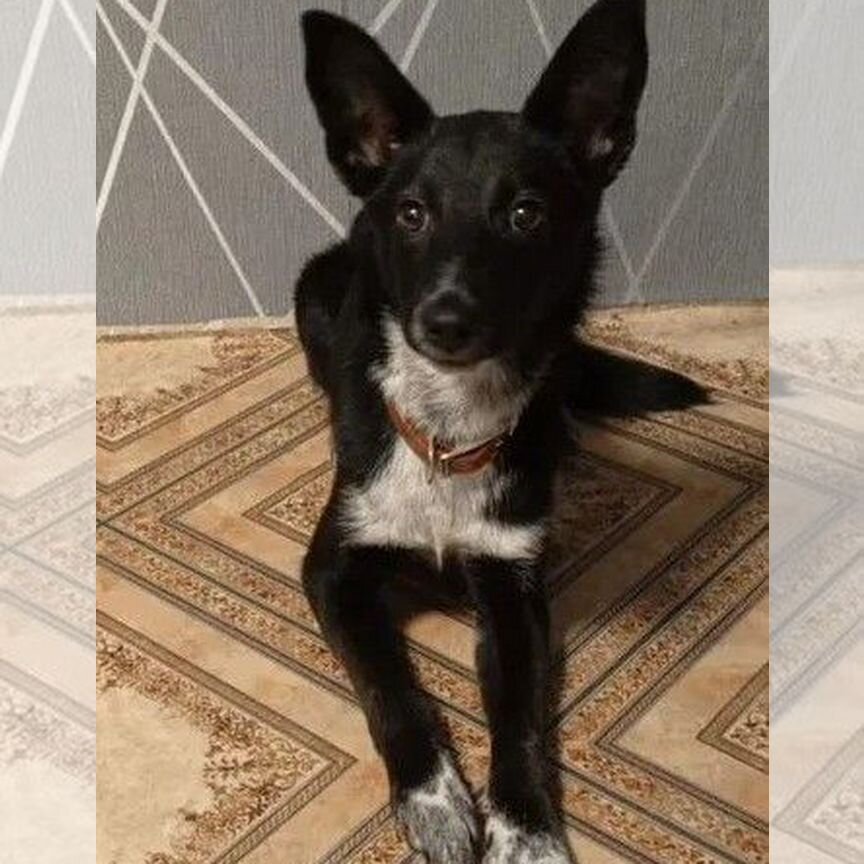 Девочка в,квартиру