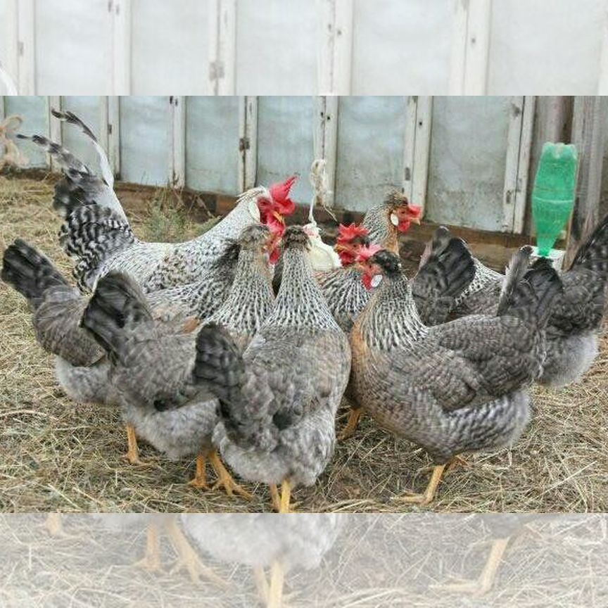 Продам кур семьями