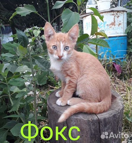 Котята в добрые руки