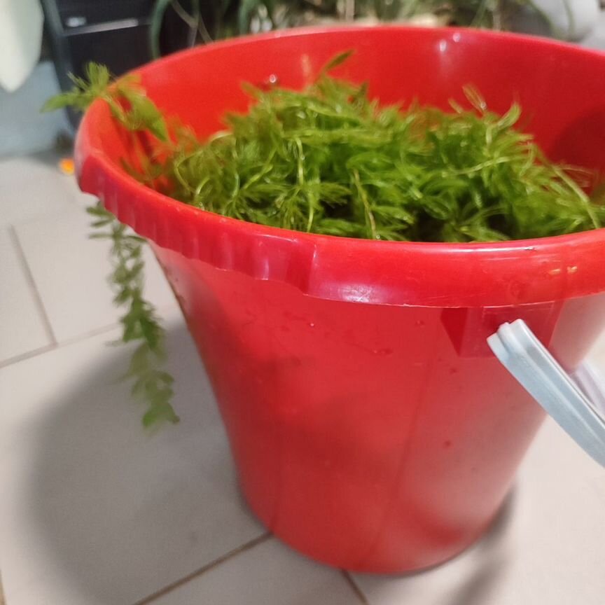 Ведро роголистника 12л