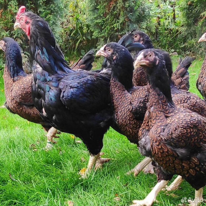 Куры Корниш инкубационное яйцо