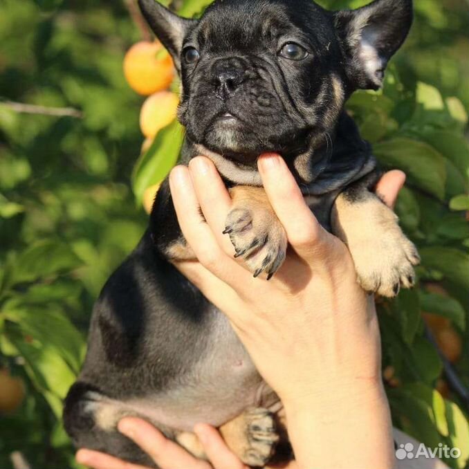 Великолепные Французские булки