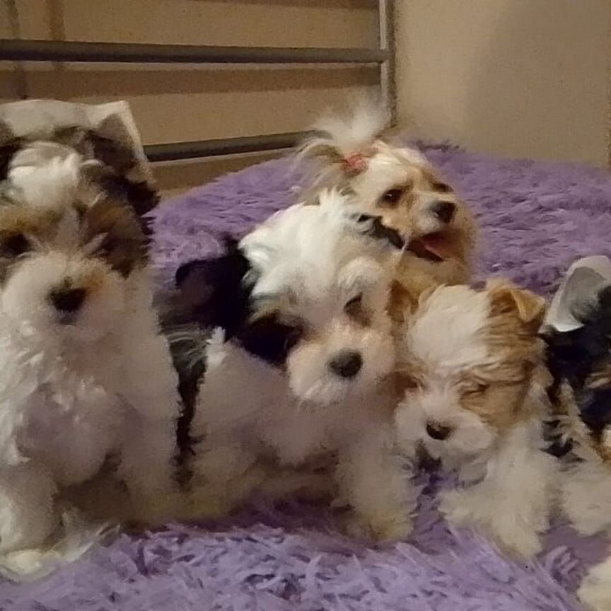 Бивер детки