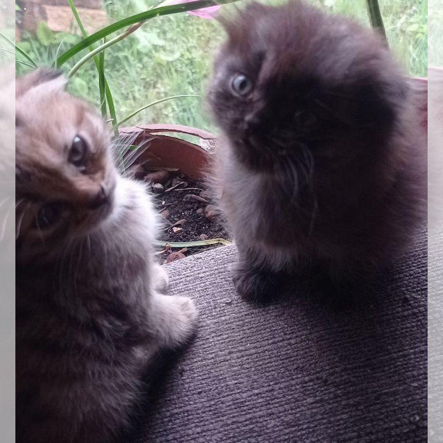Шотландский вислоухий короткошёрстный котёнок