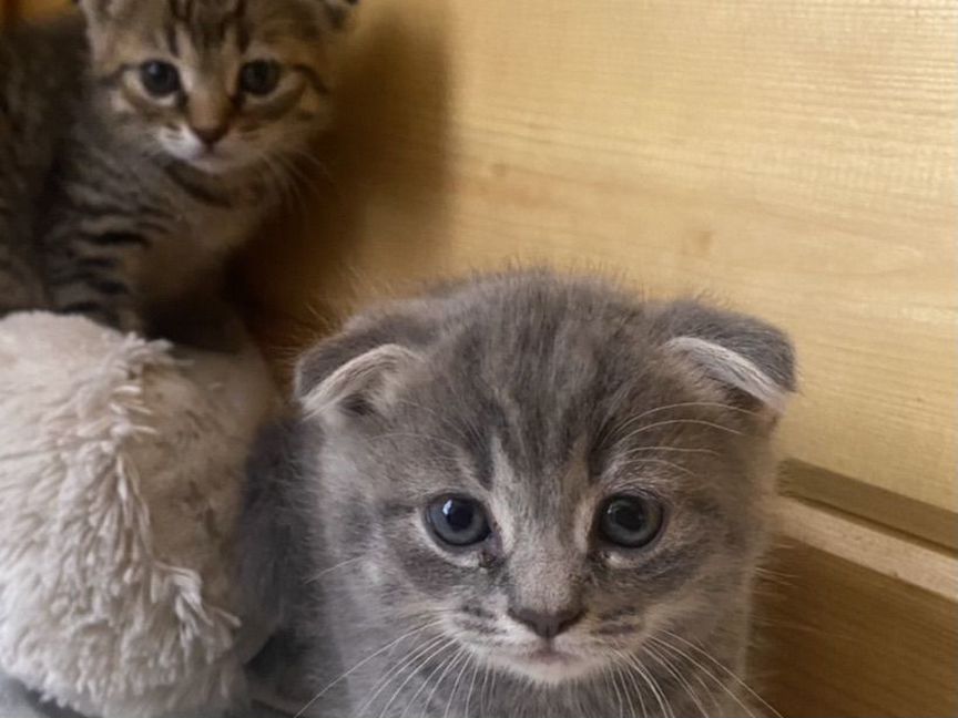 Шотландская вислоухая кошка