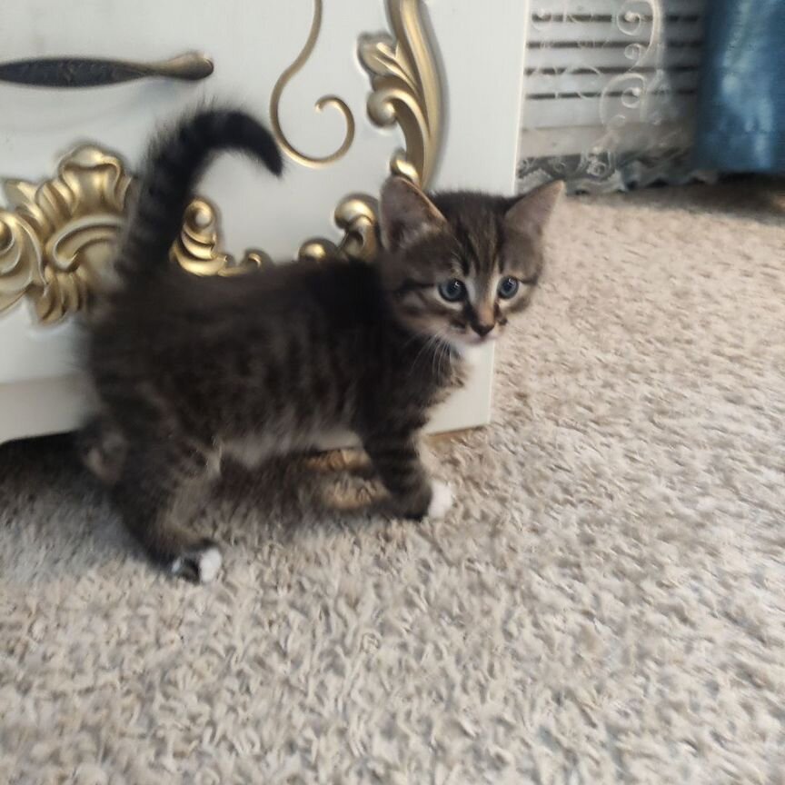 Котики в дар