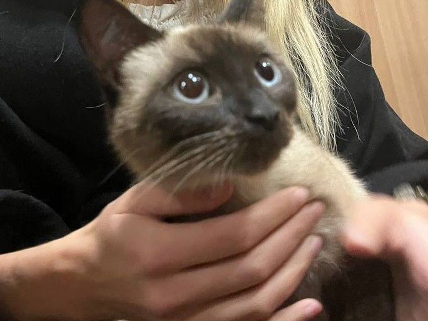 Котенок тайской кошки