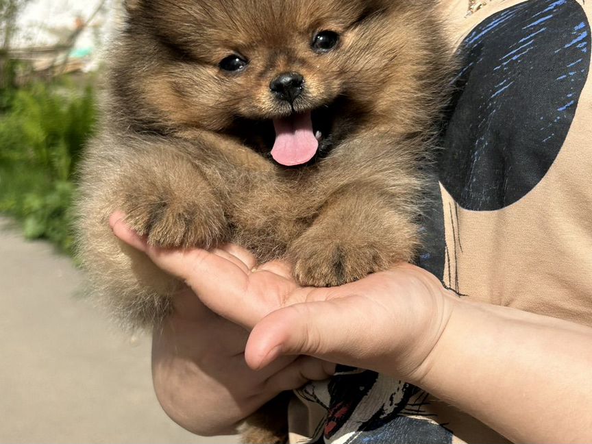 Мальчик-померанчик