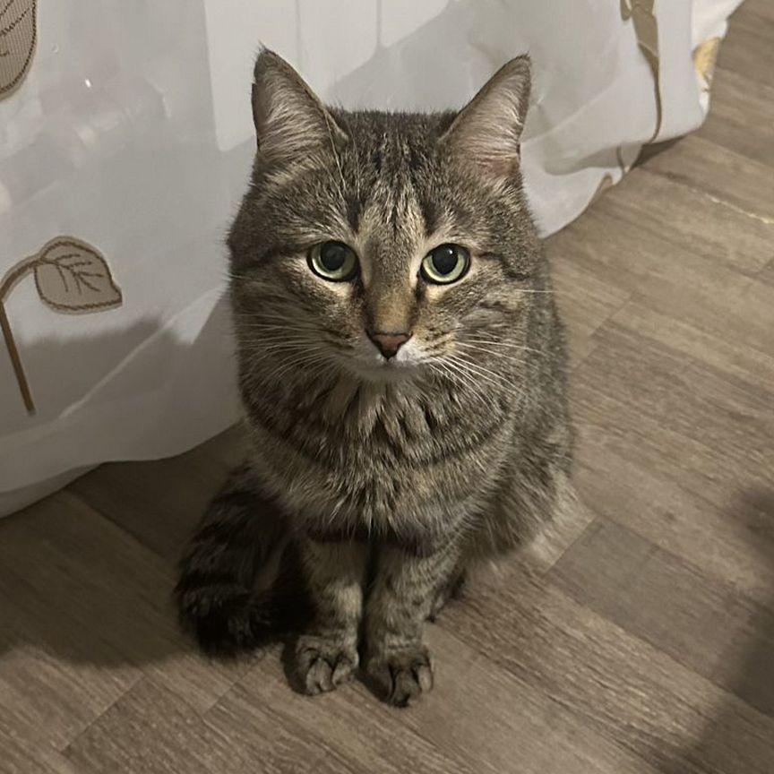 Взрослый кот в добрые руки