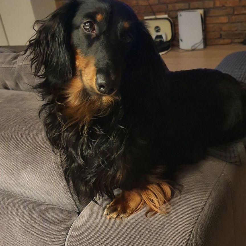 Кроличий такс в поисках подруги