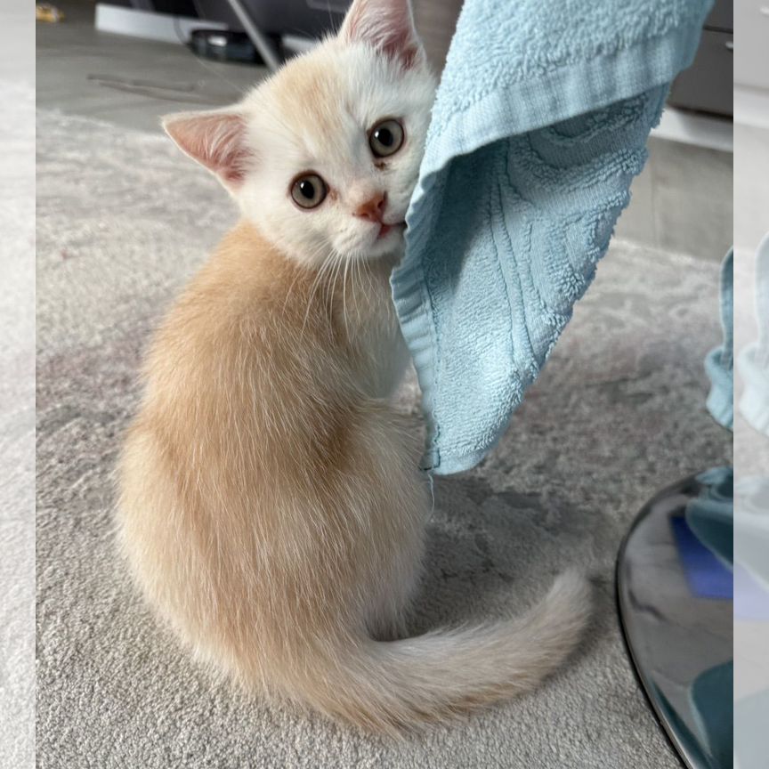 Котята