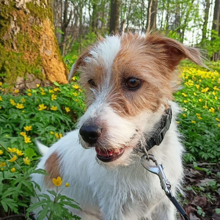 Отдам собаку в добрые руки (Джек рассл-терьер)