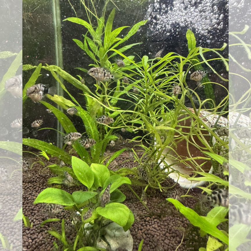 Сапфировый попугай -малёк