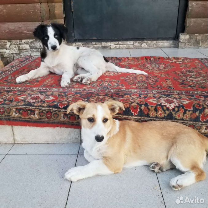 Щенки от мелкой собачки