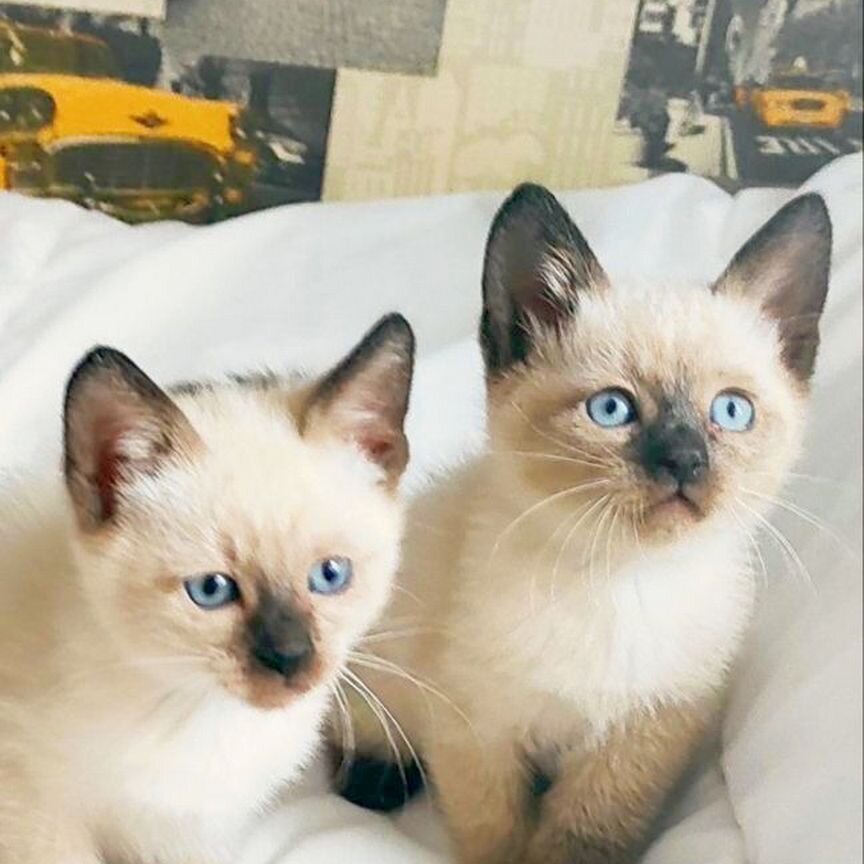 Тайские котята