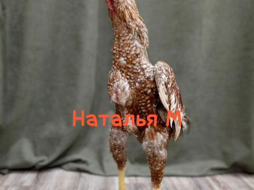 Петух курица о шамо бойцы