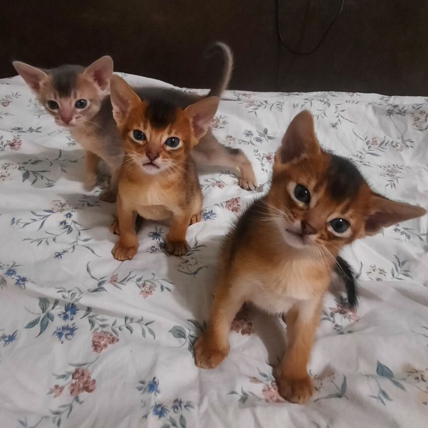 Абиссинский котёнок