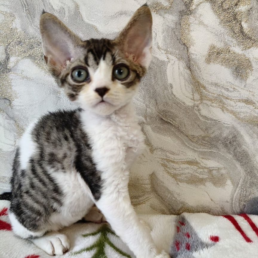 Девон-рекс котёнок