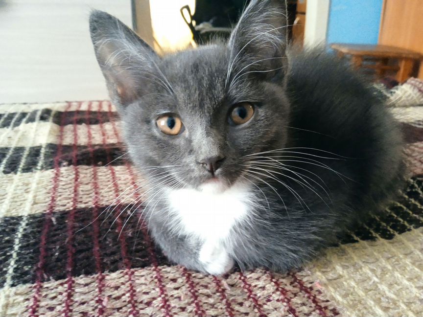 Кошка