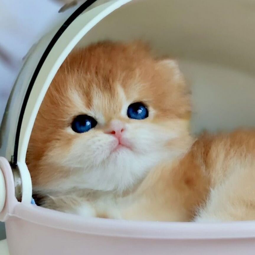 Британский длинношёрстный котёнок