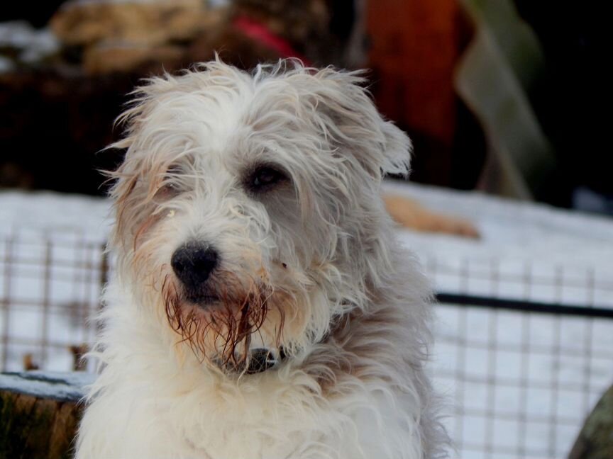 Красавчик Рассел