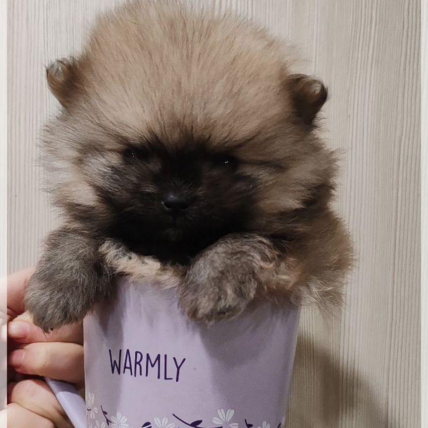 Померанский шпиц, щенок