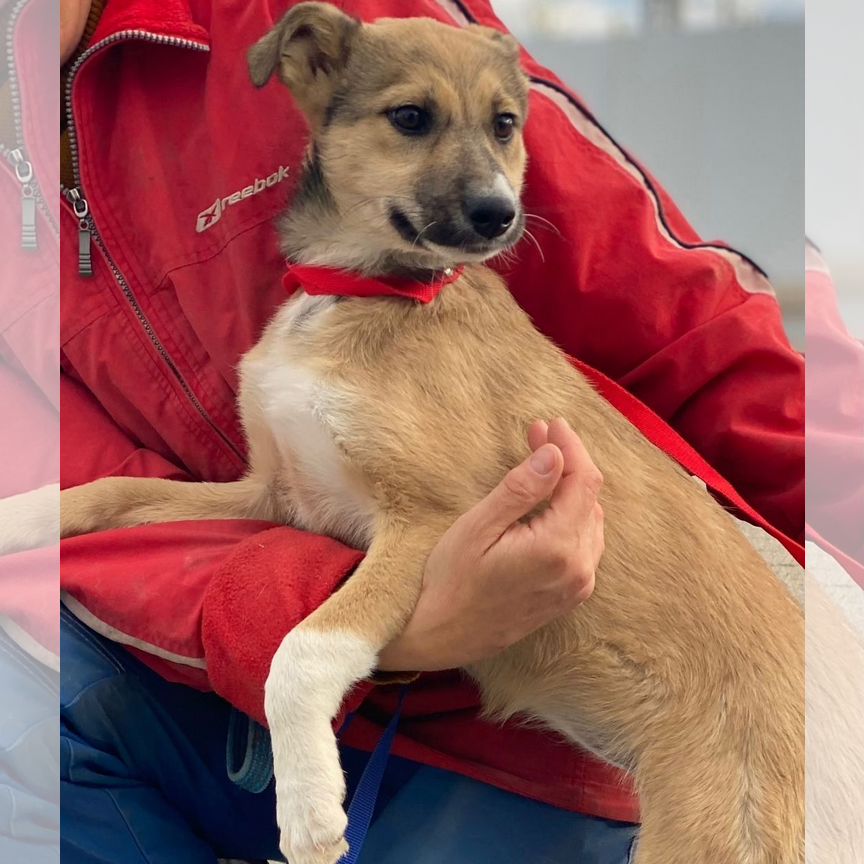 Щенок в добрые руки