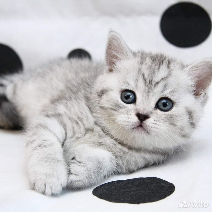 Серебристая кошечка,вискас окрас привита