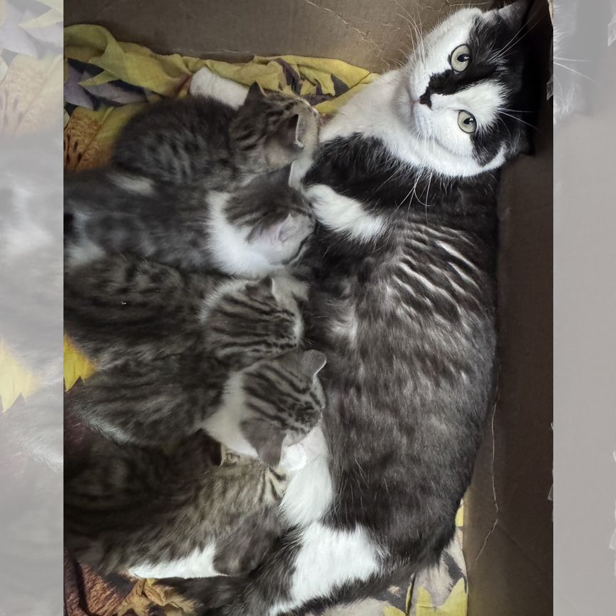 Британские котята