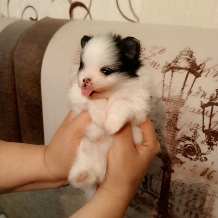 Щеночек шпица