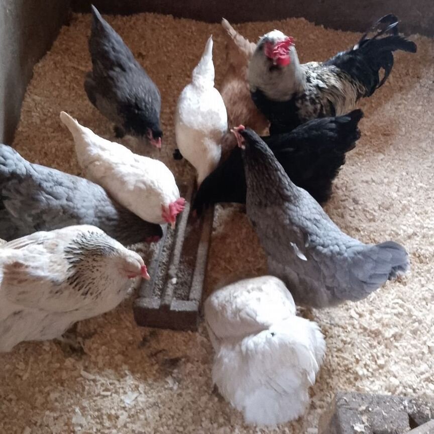Продам петуха и 6 куриц несушек