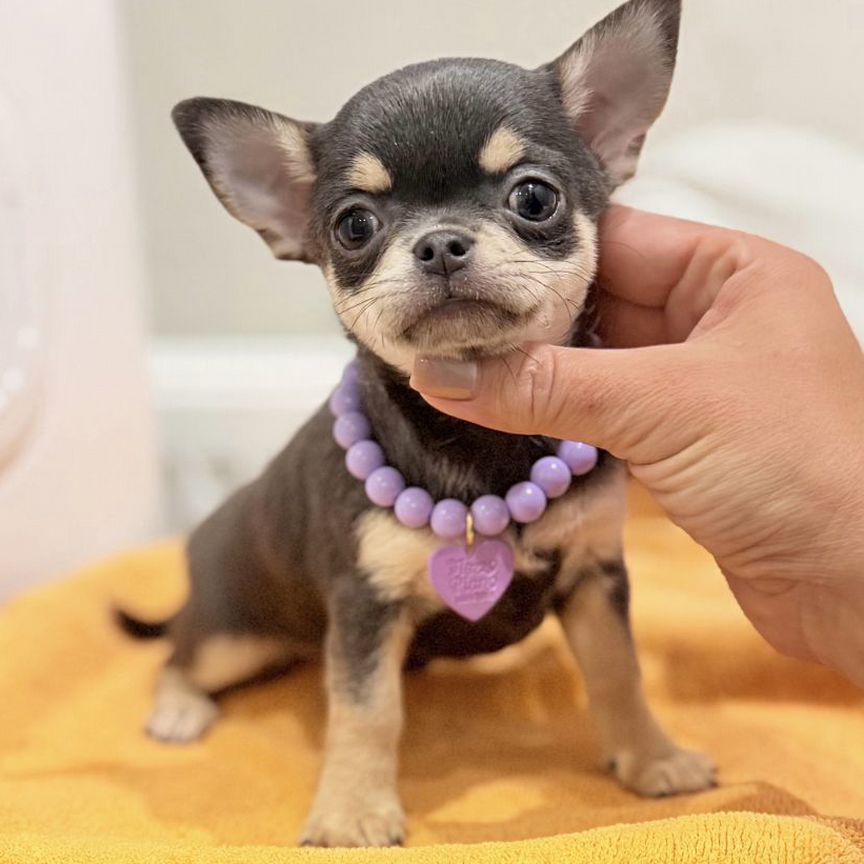 Чихуахуа, щенок