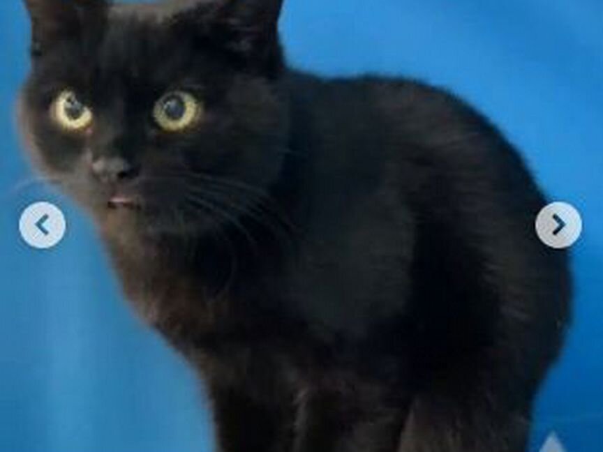 Кошечка Луна в добрые руки