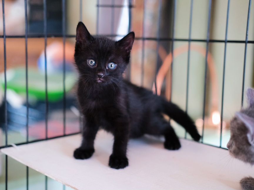 Котенок в дар бесплатно