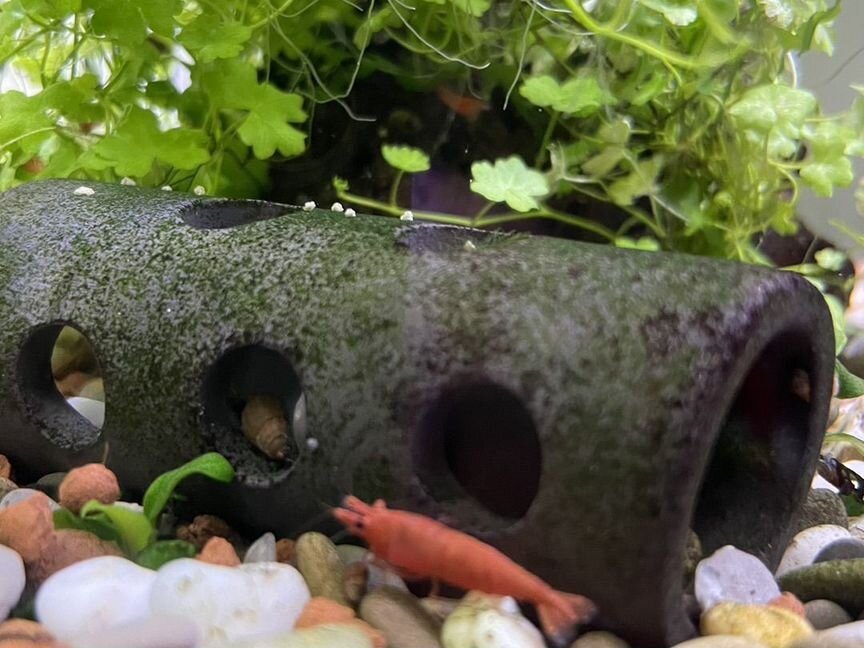 Креветки Кровавая Мэри Супер Рэд