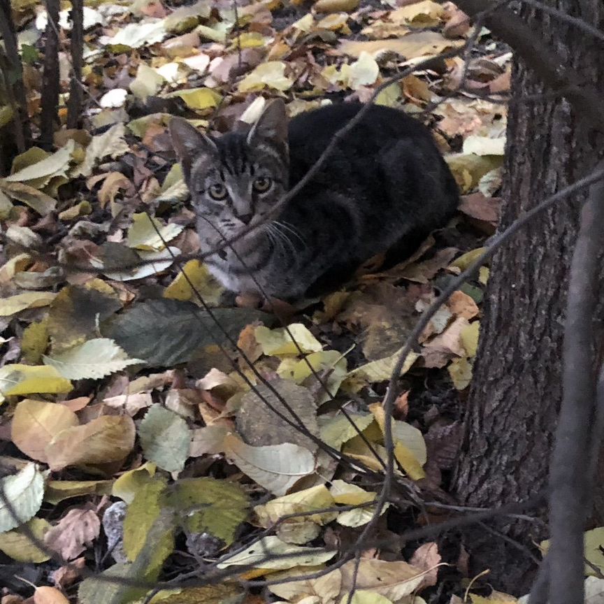 Котенок серенький, бездомный, очень игривый
