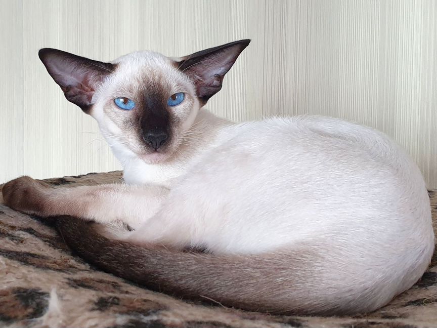 Сиамская кошка 10 мес