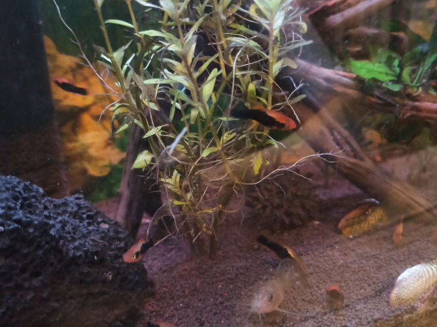 Рыбки пецилии