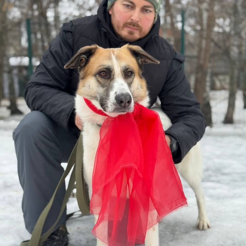 Собака в добрые руки