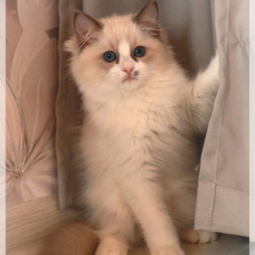 Рэгдолл котёнок