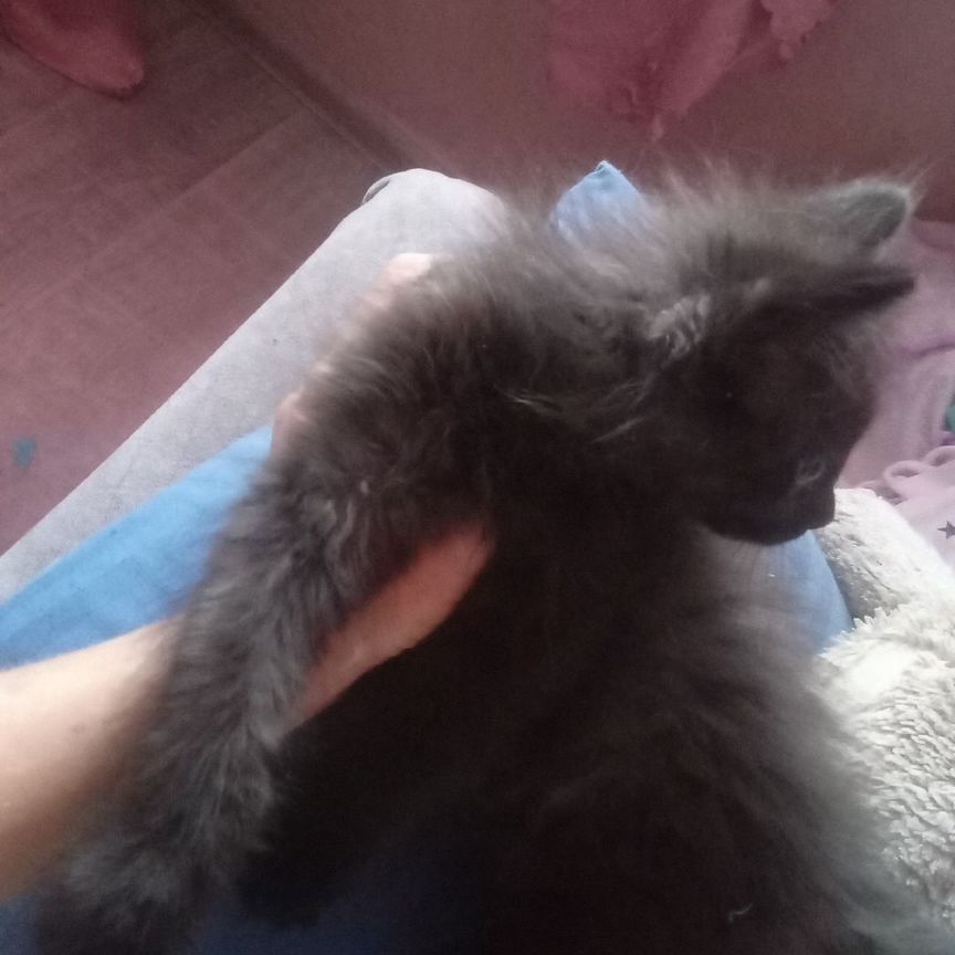 Отдам бесплатно