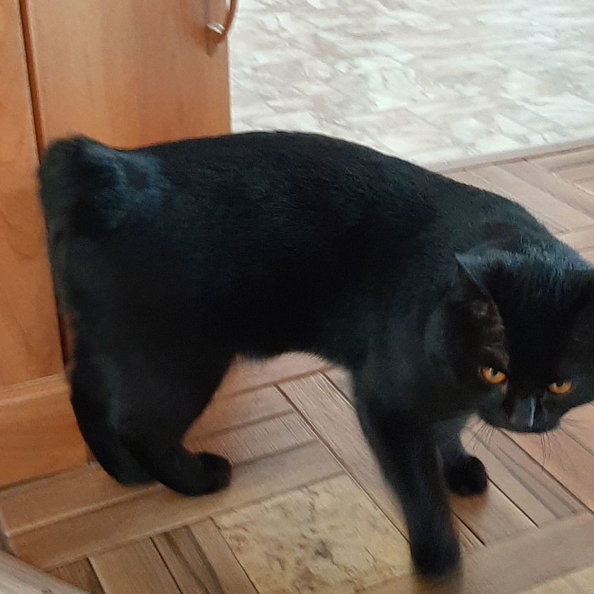 Кот ищет невесту