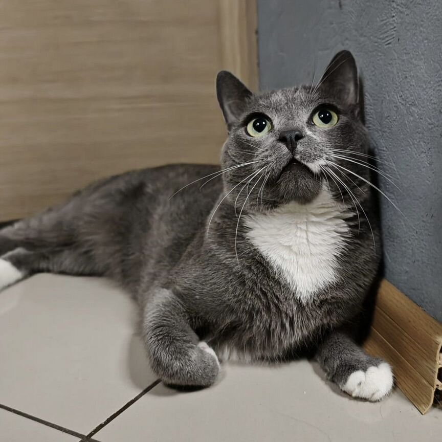 Кот Фрейд