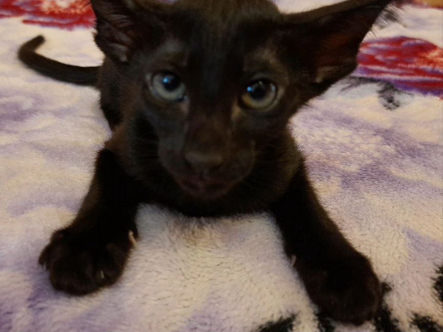 Ориентальные котята