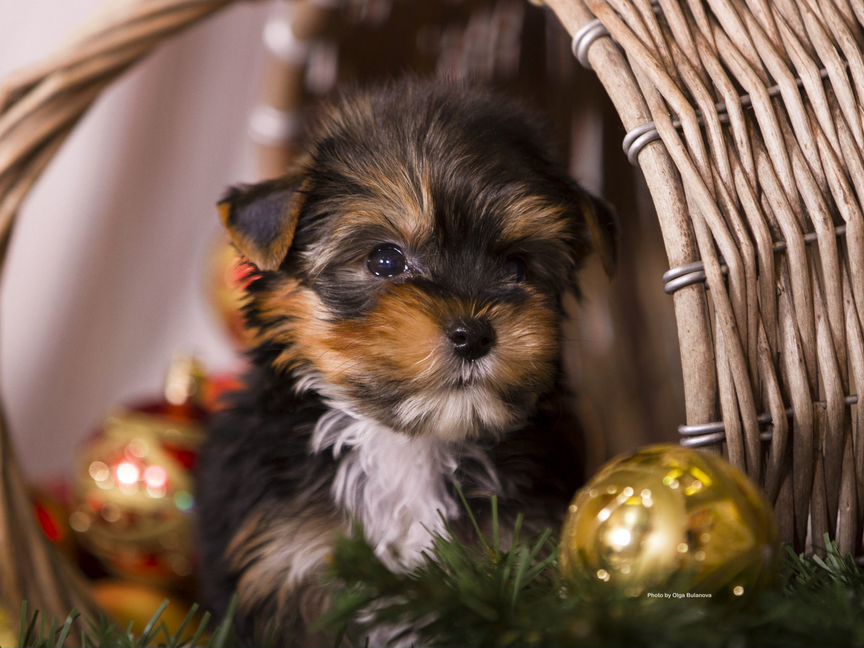 Йоркширский терьер мальчики